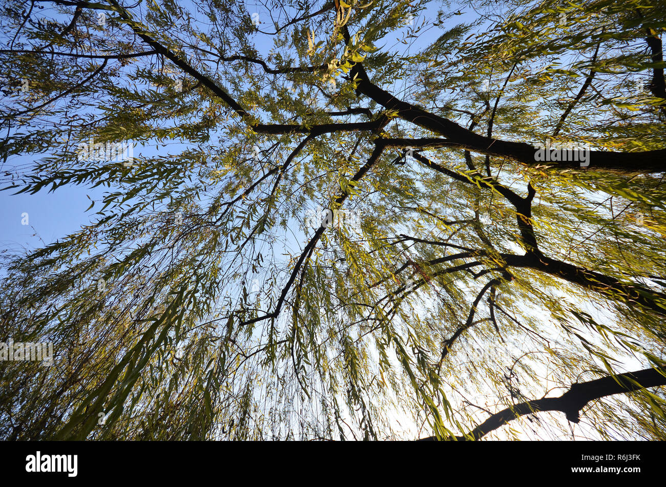 Branches of weeping willow growing on the coast of West Lake Stock ...