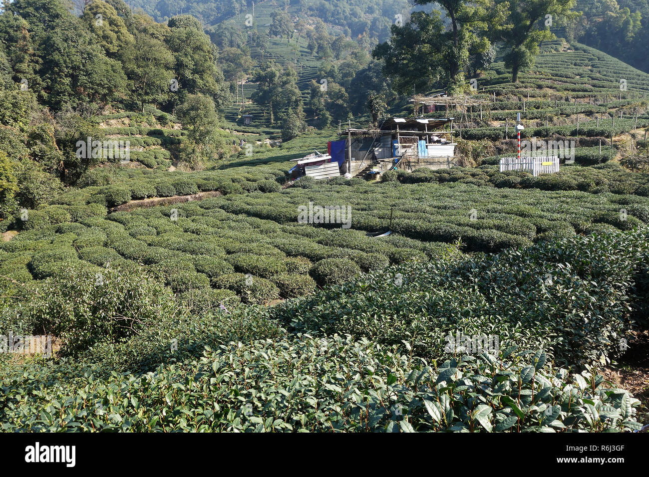 Green Chinese Longjing tea plantation Stock Photo - Alamy