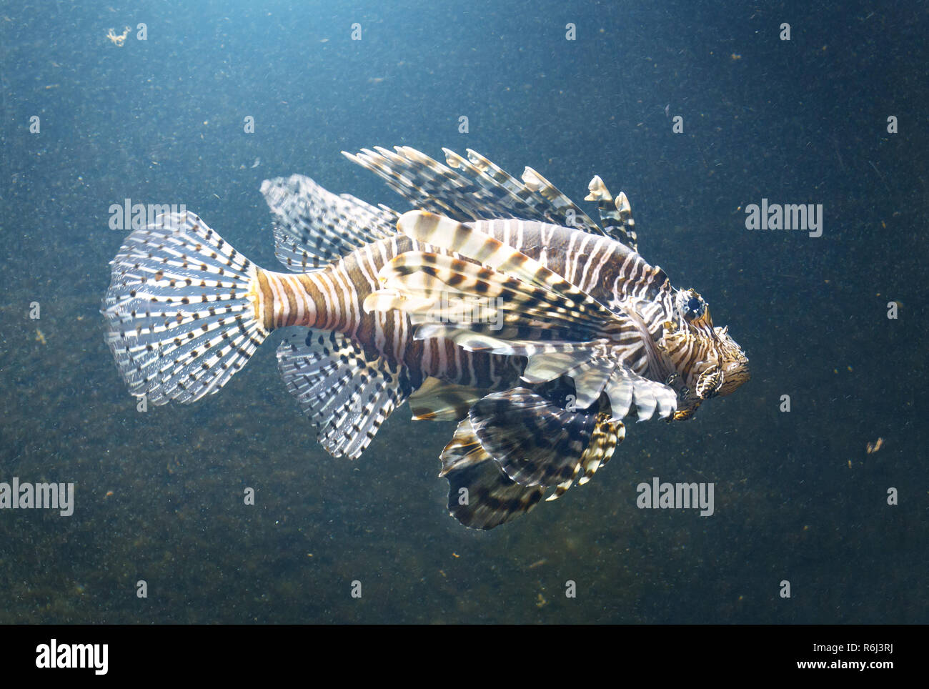 Image of the beautiful fish in aquarium Stock Photo - Alamy