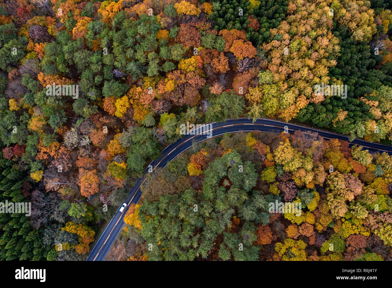 Beautiful road in autumn forest. Aerial landscape of fall season, top ...
