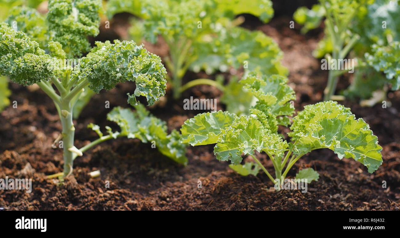 Planting kale in the farm Stock Photo - Alamy