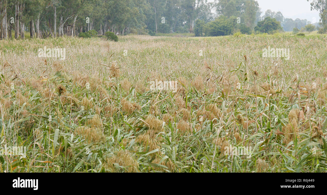 Swamp canes Plant Stock Photo - Alamy