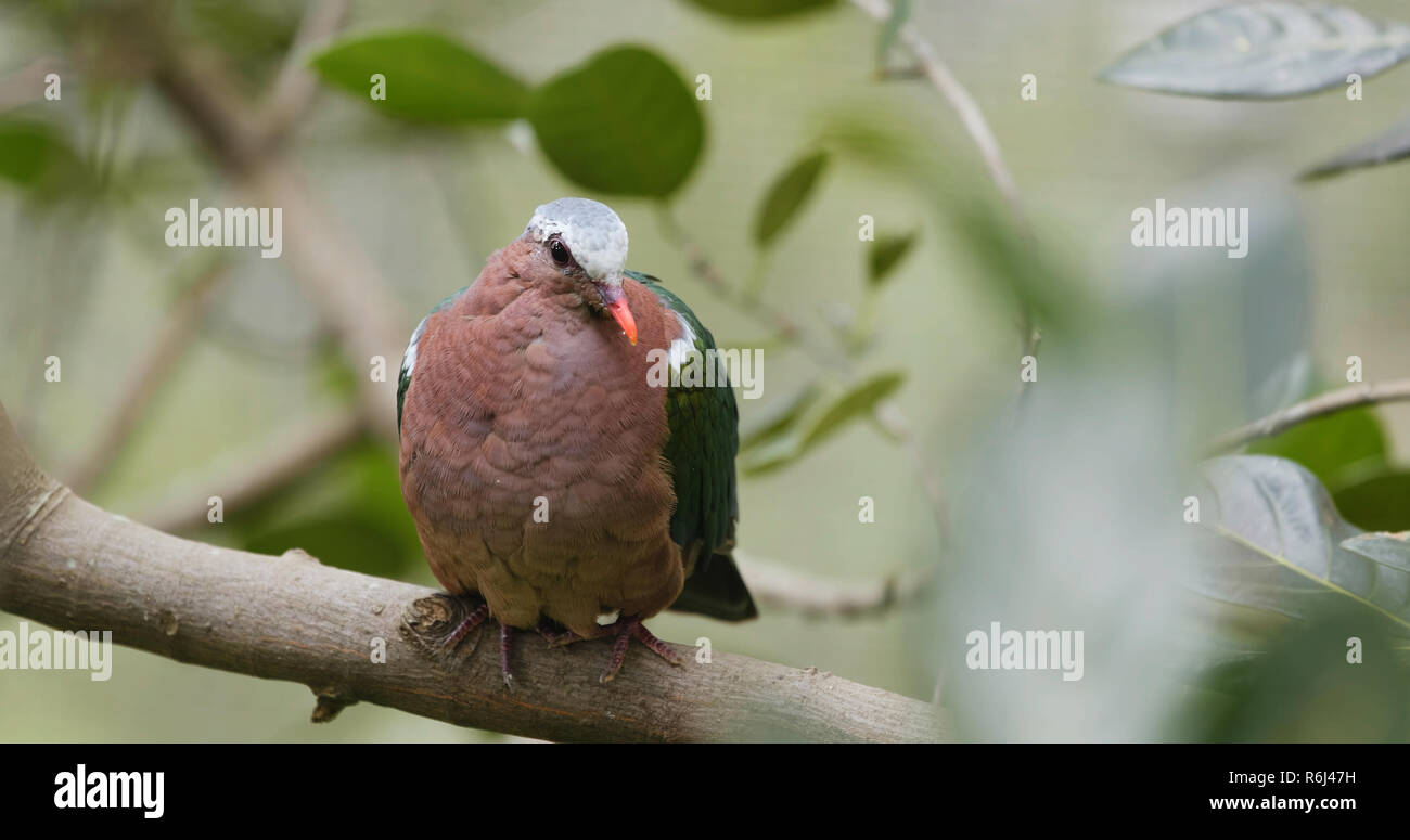 Pink neck green pigeon Stock Photo - Alamy