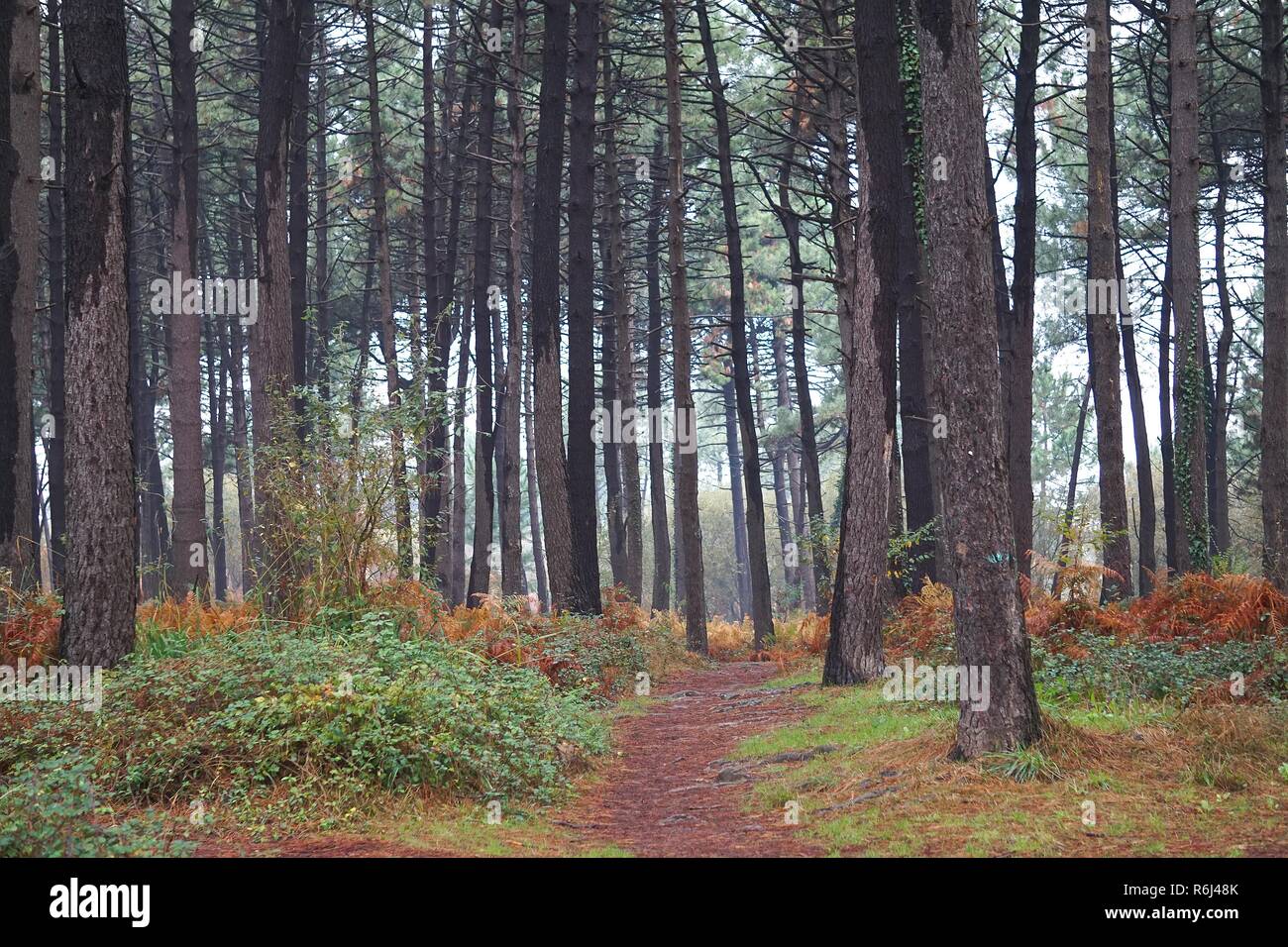 trees in the forest in the nature Stock Photo - Alamy