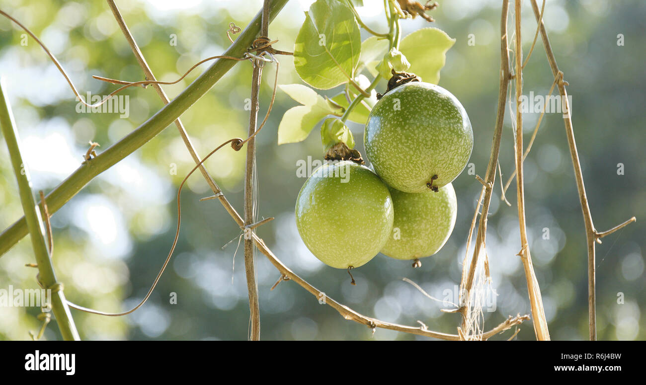Passion fruit field day hi-res stock photography and images - Alamy