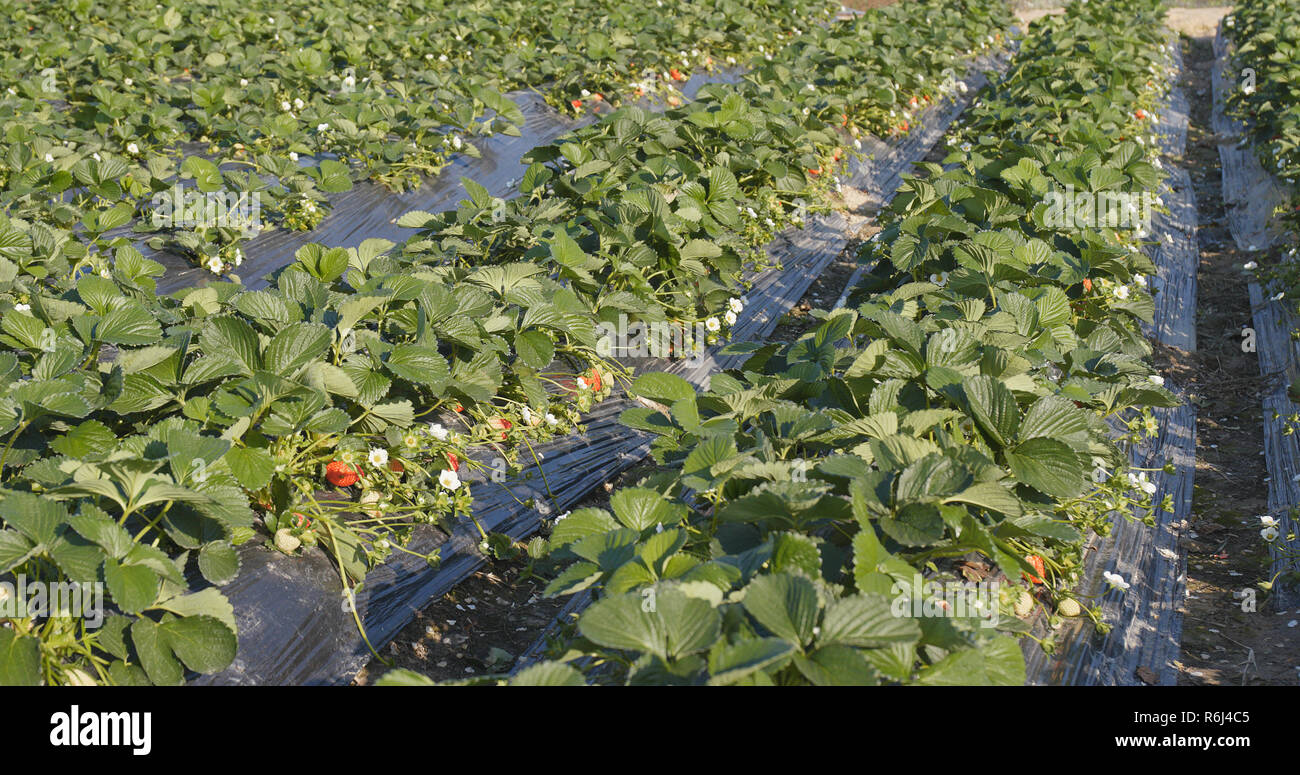 Fresh strawberry field row Stock Photo - Alamy