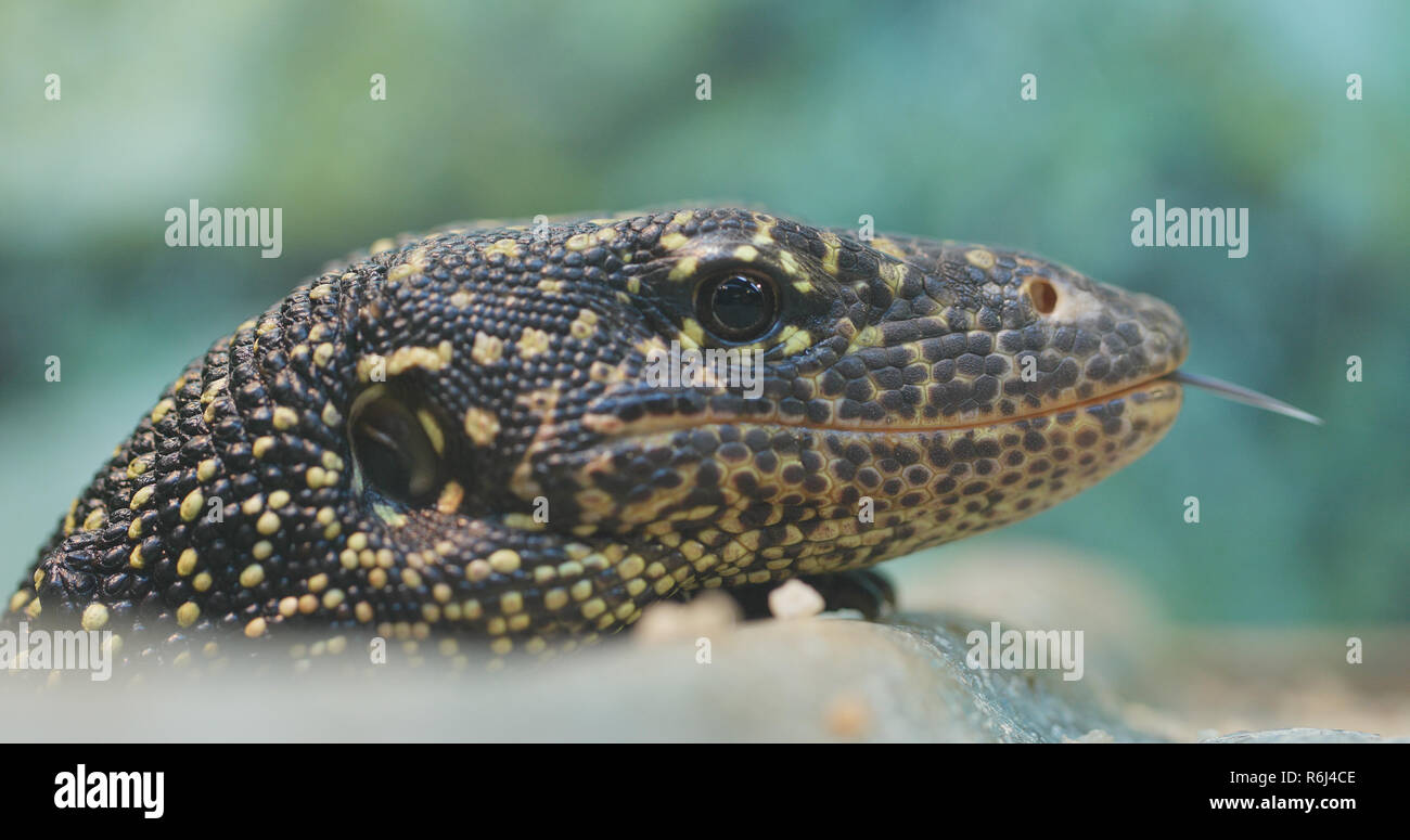 Mangrove monitor lizard hi-res stock photography and images - Alamy
