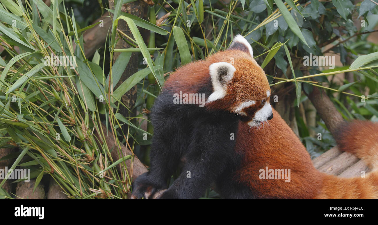 Red panda eating bamboo tree Stock Photo - Alamy