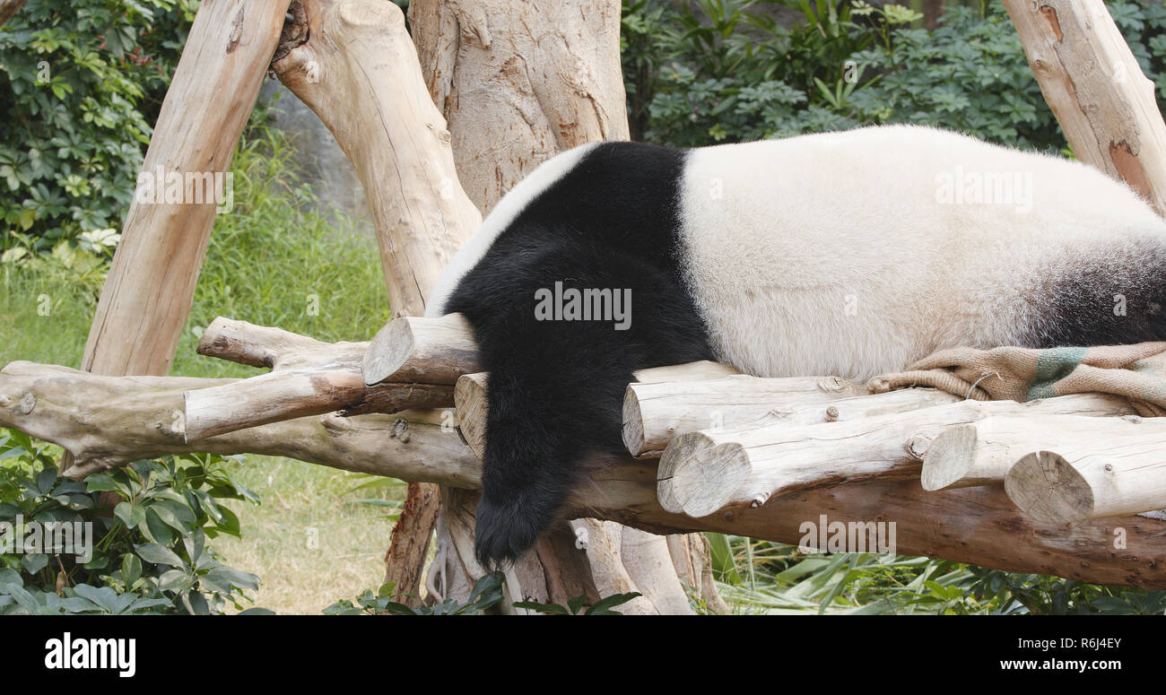 Panda sleeping at zoo Stock Photo - Alamy