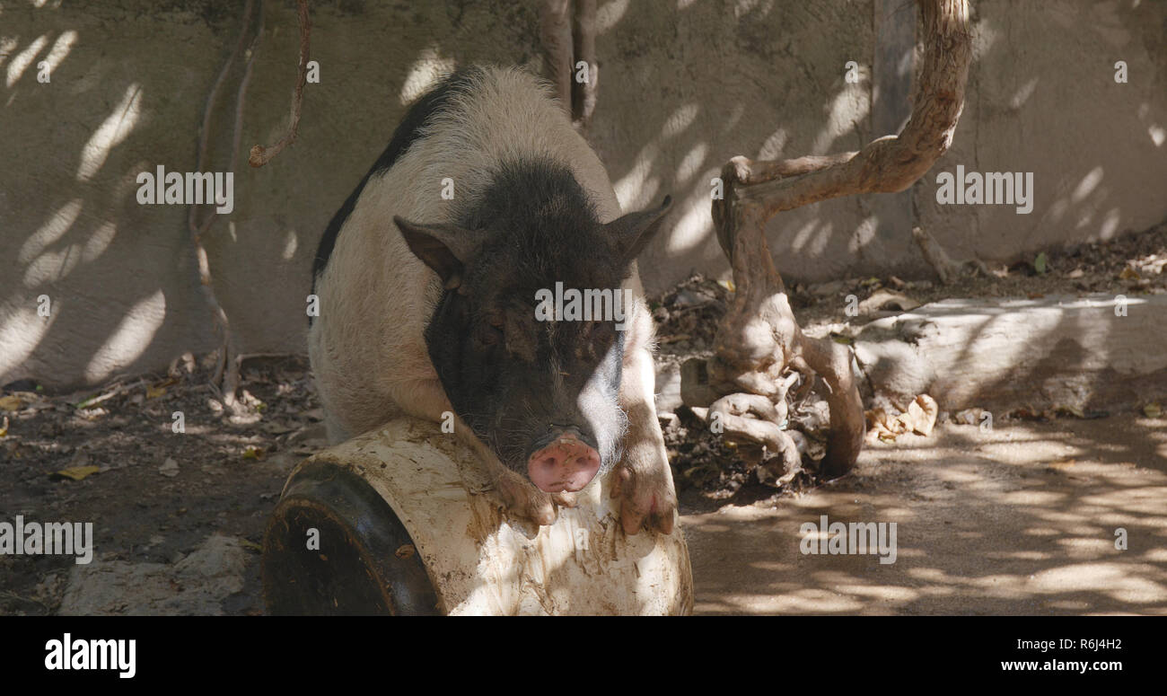 Pig playing in the farm Stock Photo - Alamy