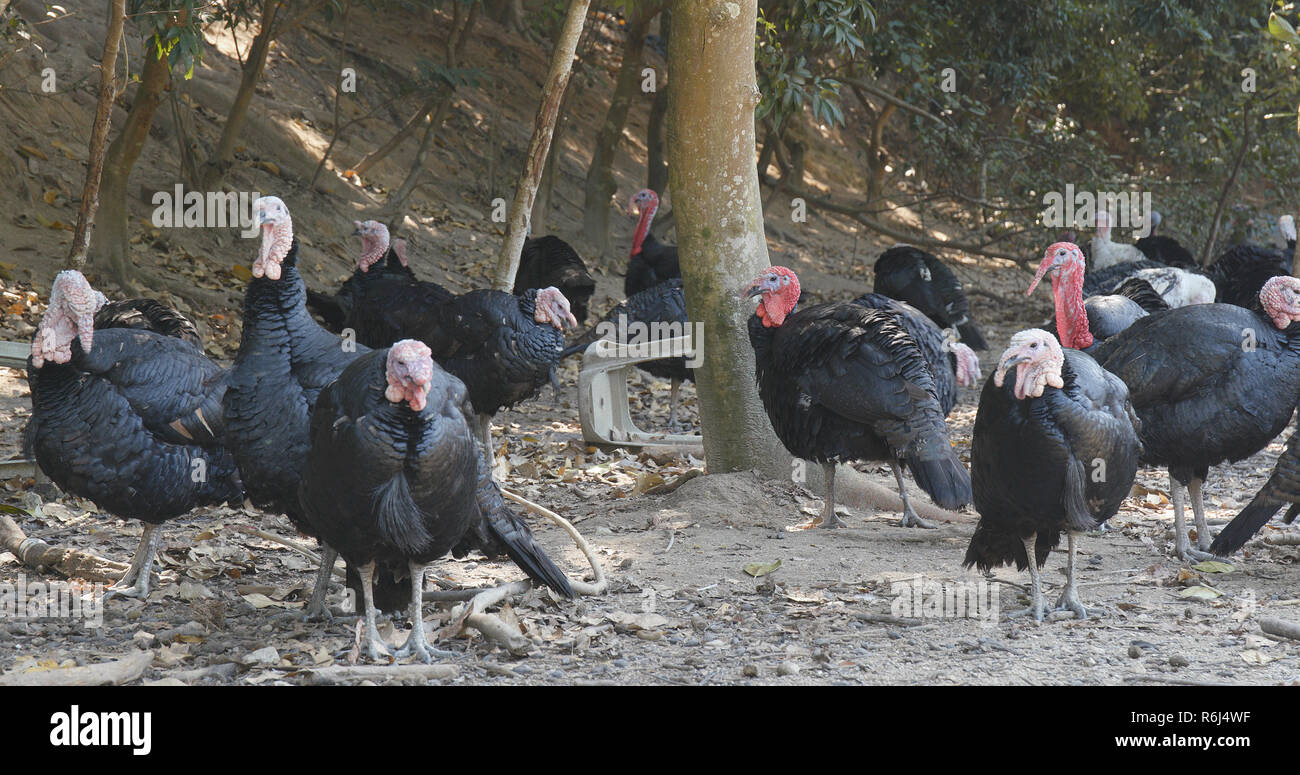 Wild Turkey bird on the farm Stock Photo - Alamy