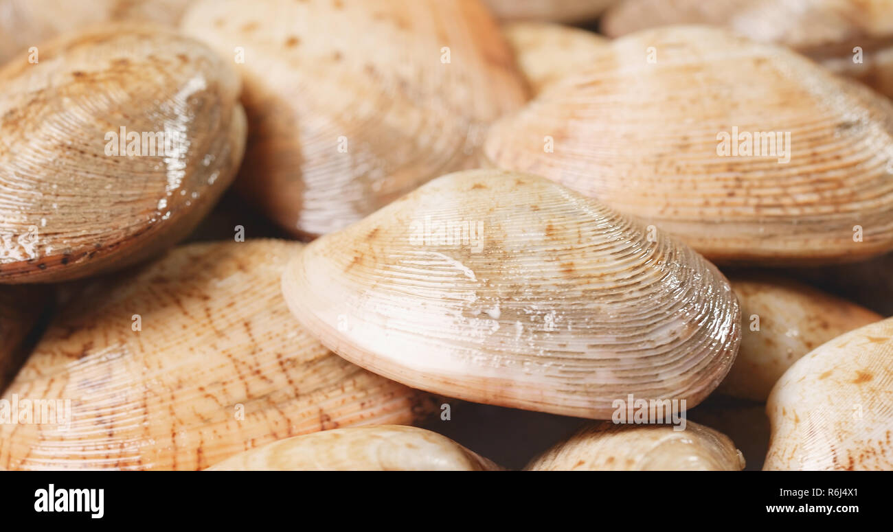 Raw surf clams hi-res stock photography and images - Alamy