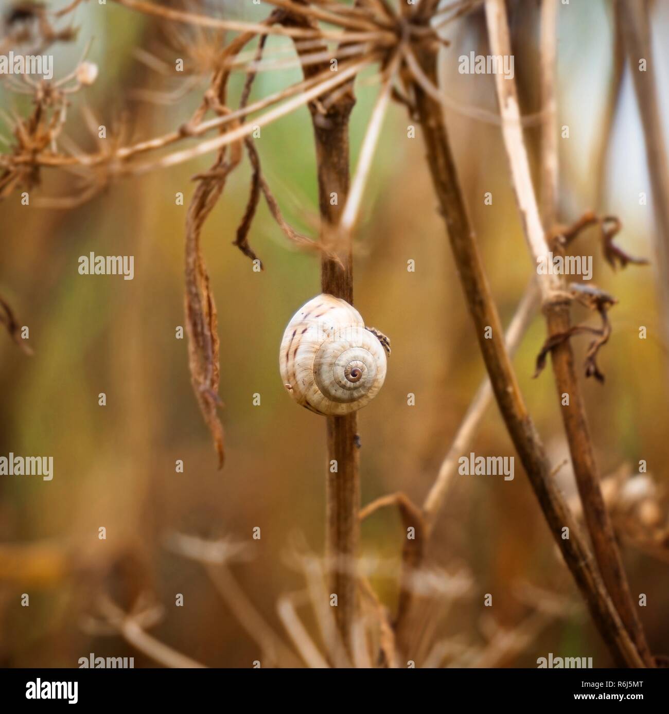 Snail in nature on hi-res stock photography and images - Alamy