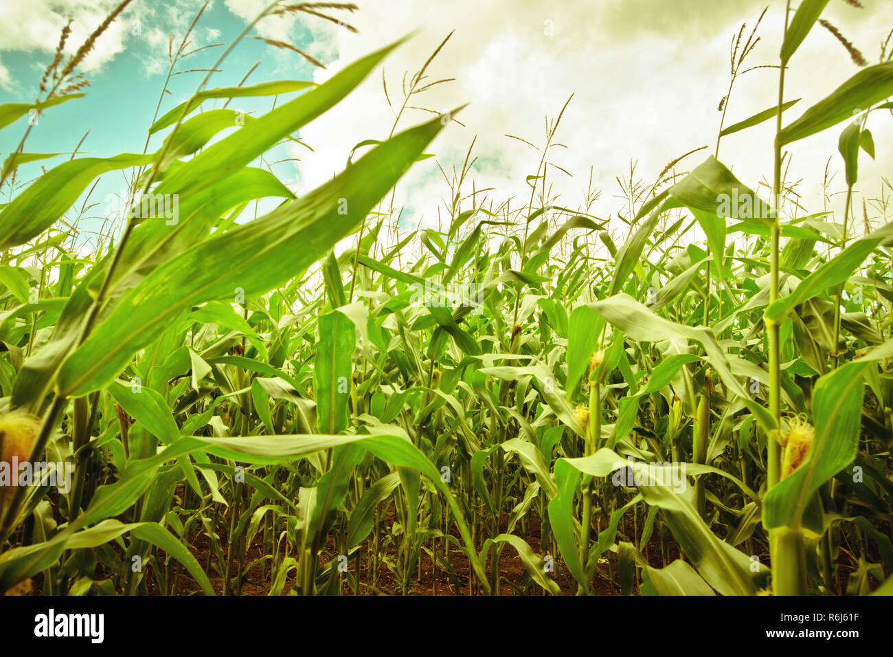 corn field as a background Stock Photo - Alamy