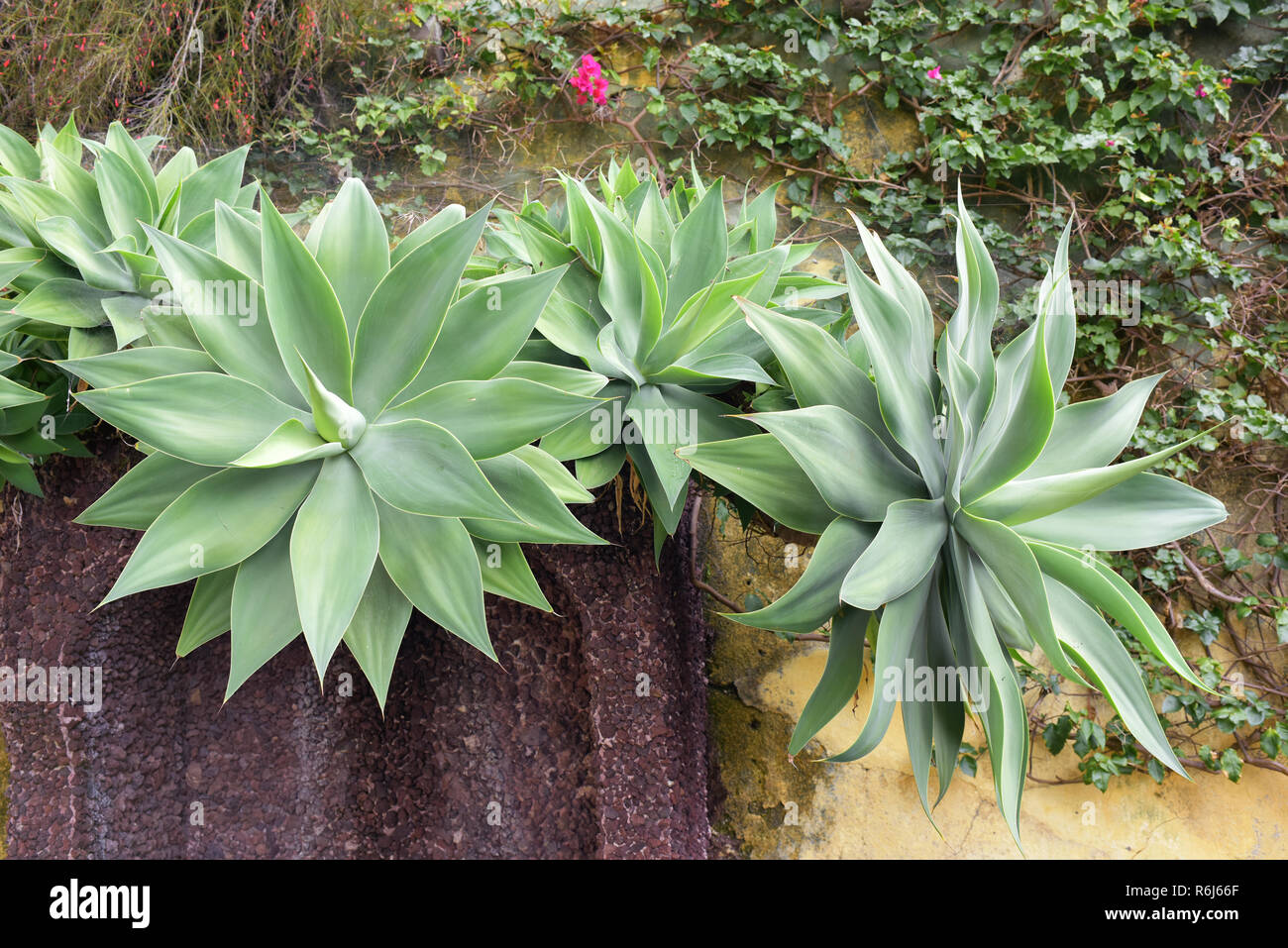 Madeira . Funchal Portugal Agave attenuata Stock Photo - Alamy