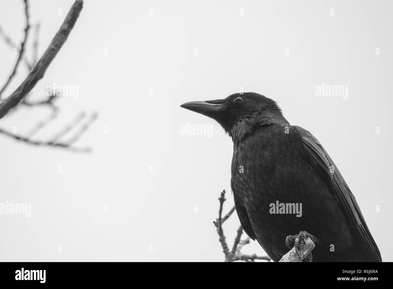 Crow portrait hi-res stock photography and images - Alamy