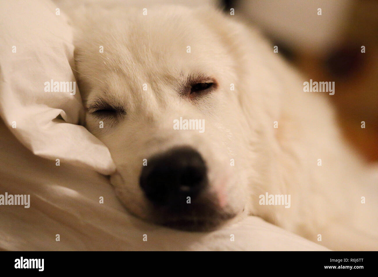 Closeup of my 8 month old Great Pyrenees mix sleeping on the bed Stock ...