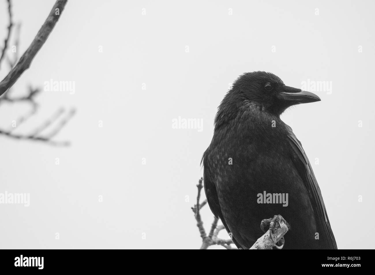 Crow portrait hi-res stock photography and images - Alamy
