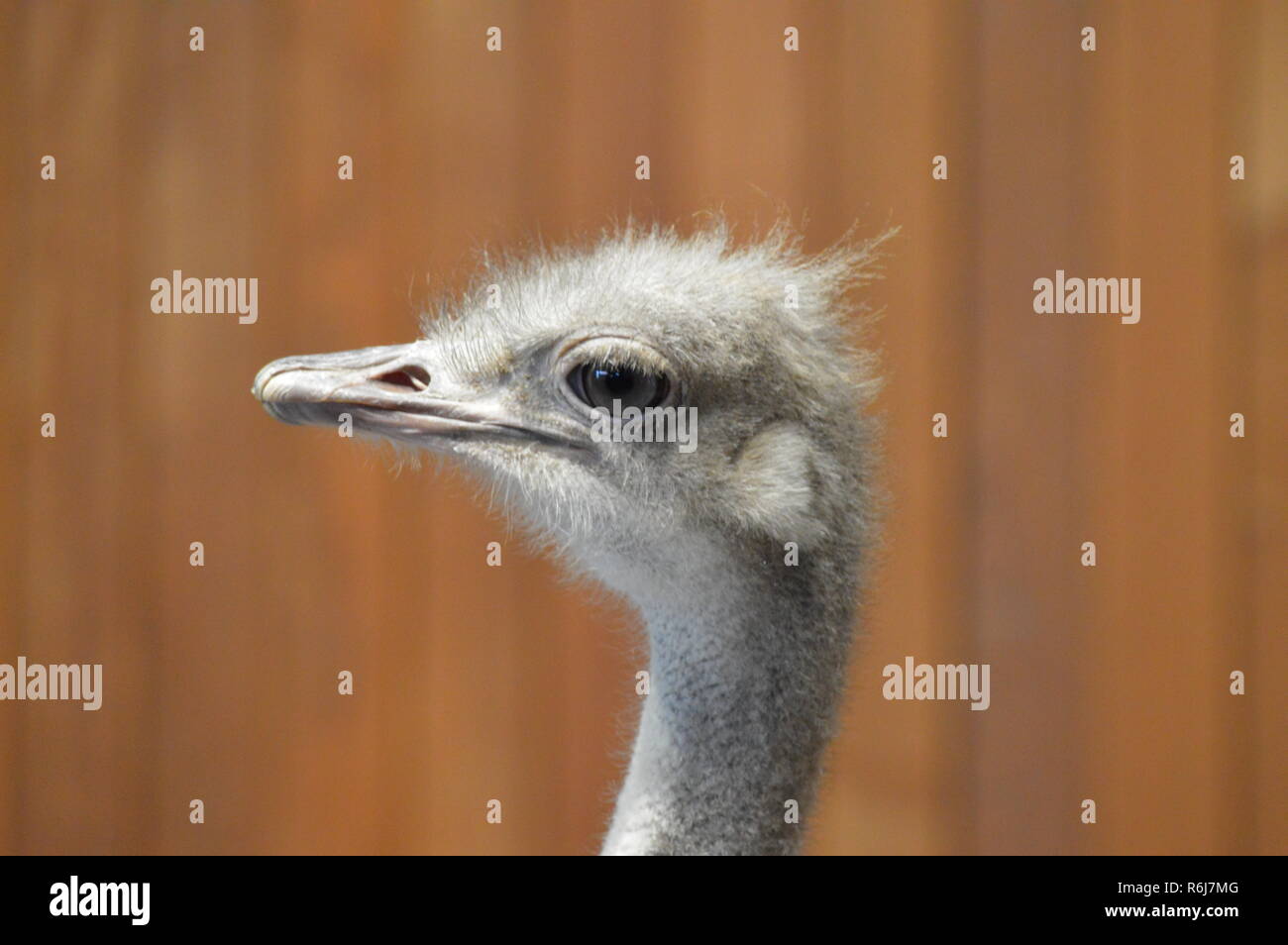 Ostrich face hi-res stock photography and images - Alamy