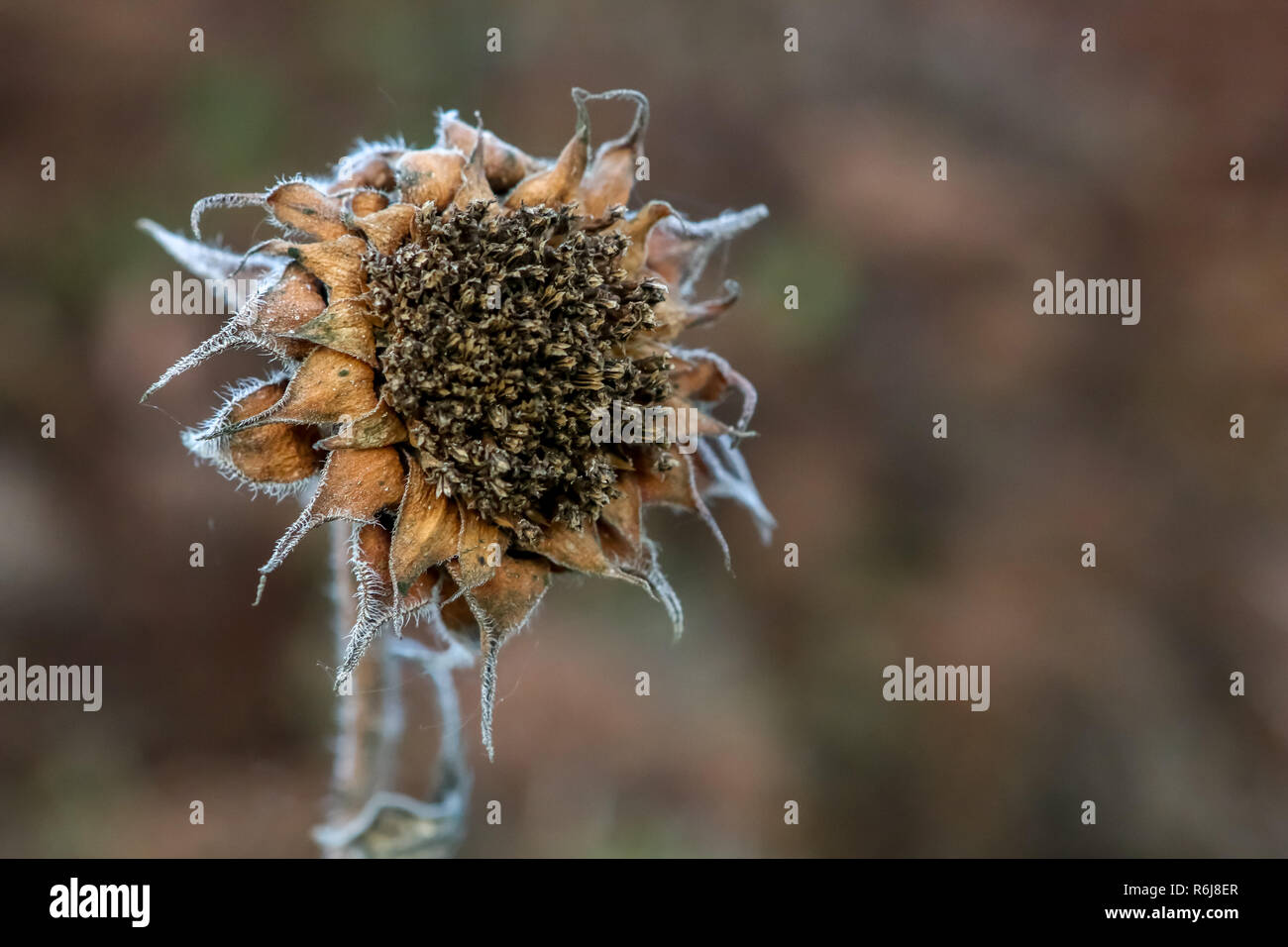 Background with deflorate sunflower. Sunflower in autumn day. Withered ...