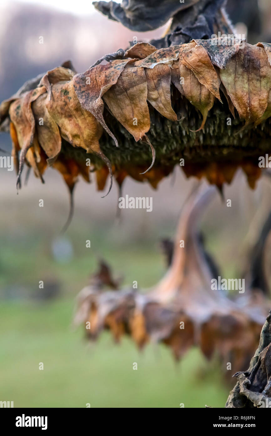 Background with deflorate sunflower. Sunflower in autumn day. Withered ...