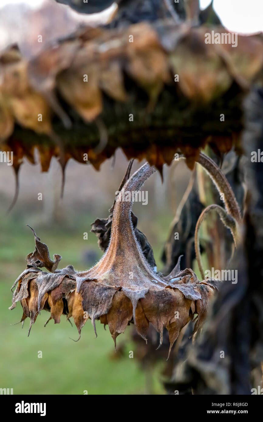 Frozen wilted sunflower hi-res stock photography and images - Alamy