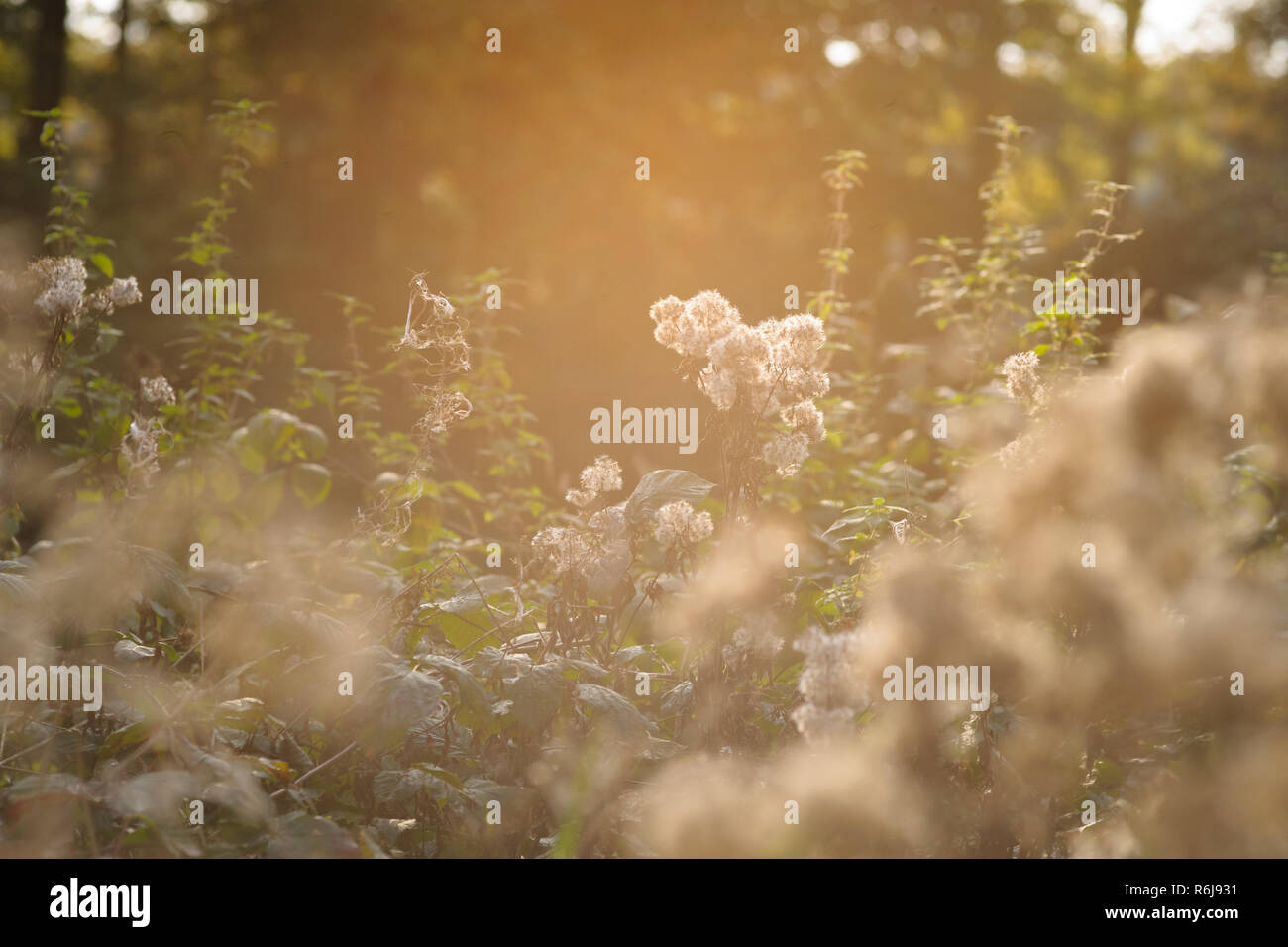faded plants with fluffy blooms in their natural habitat Backlight of ...