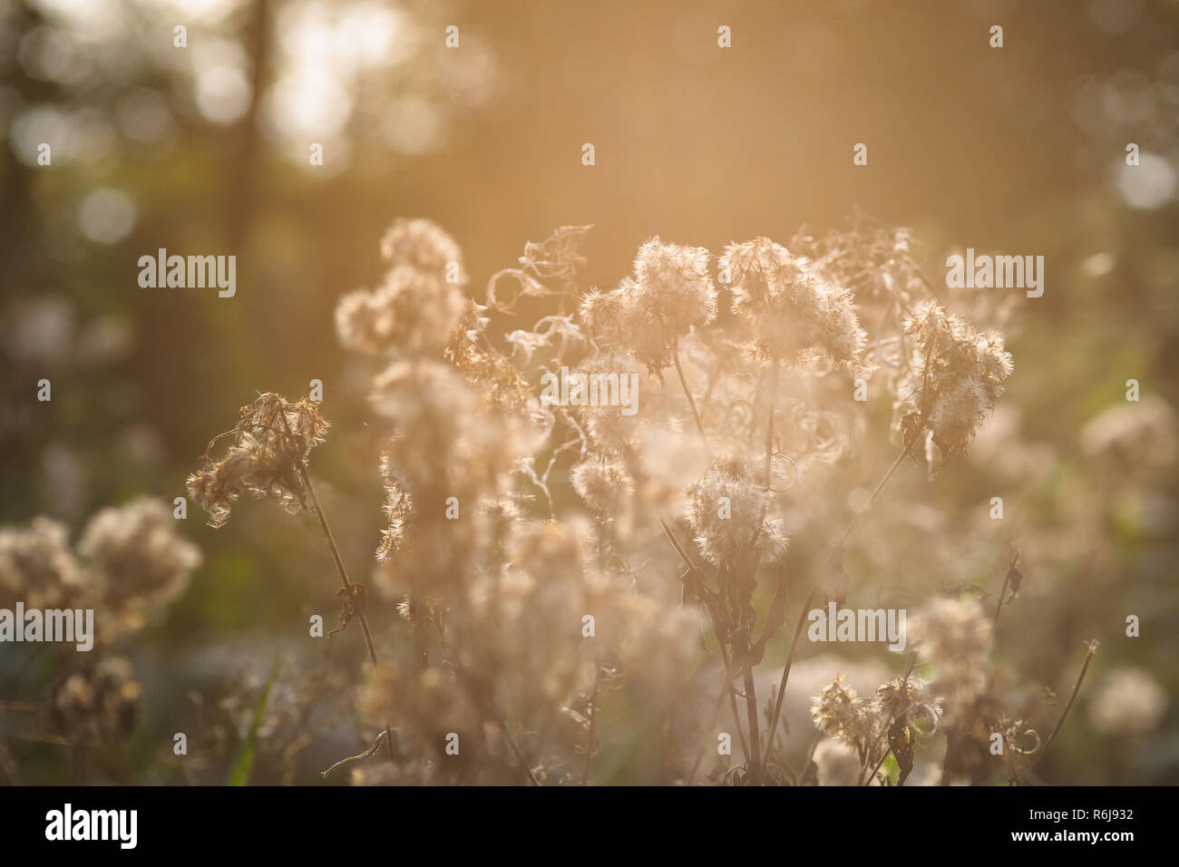 faded plants with fluffy blooms in their natural habitat Backlight of ...