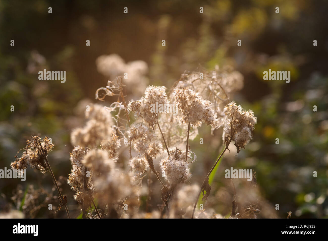 faded plants with fluffy blooms in their natural habitat Backlight of ...