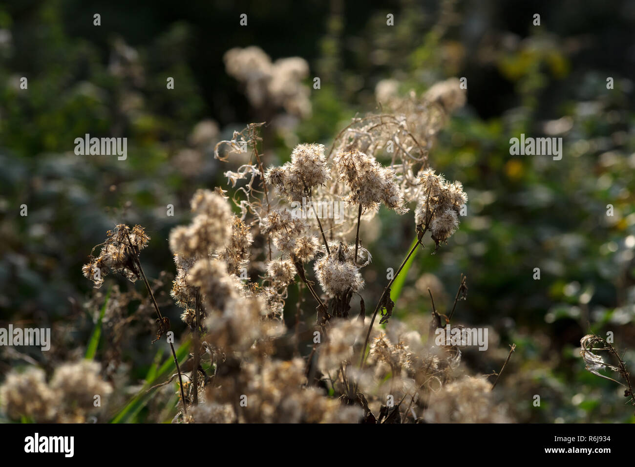 faded plants with fluffy blooms in their natural habitat Backlight of ...