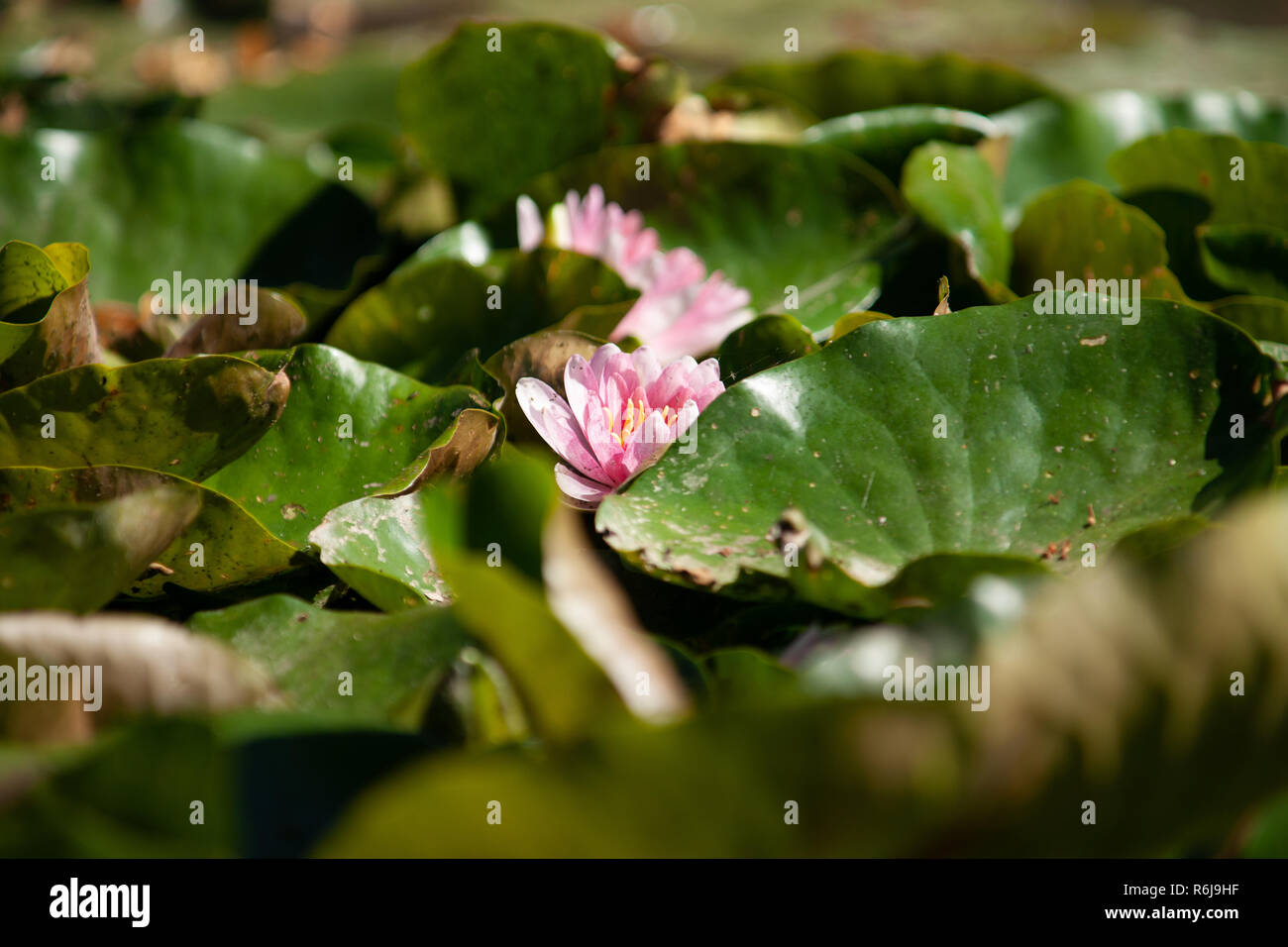 Freshly colored floating water lilies in purple / pink colors ...