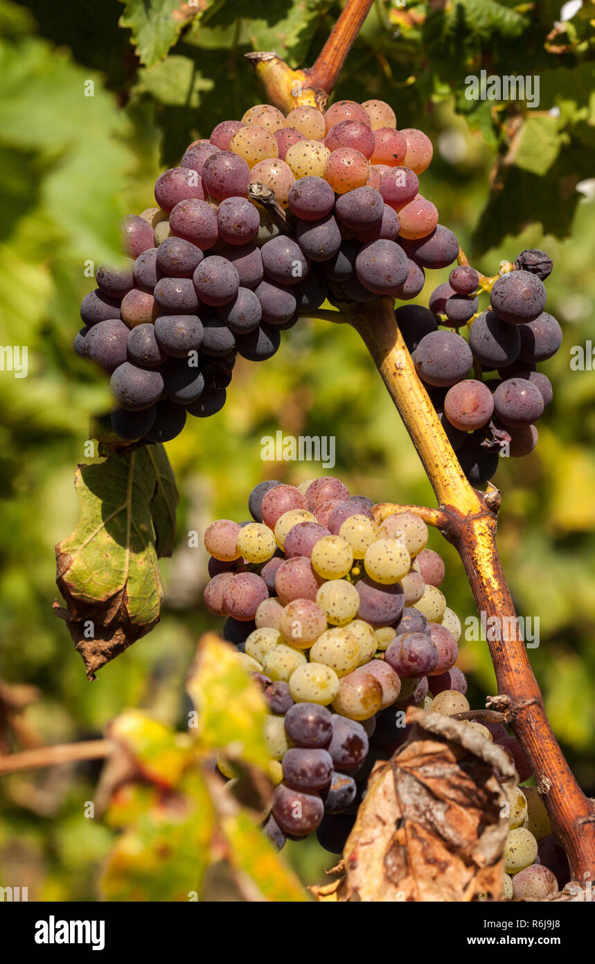 ripe red grape clusters on the vine Stock Photo - Alamy