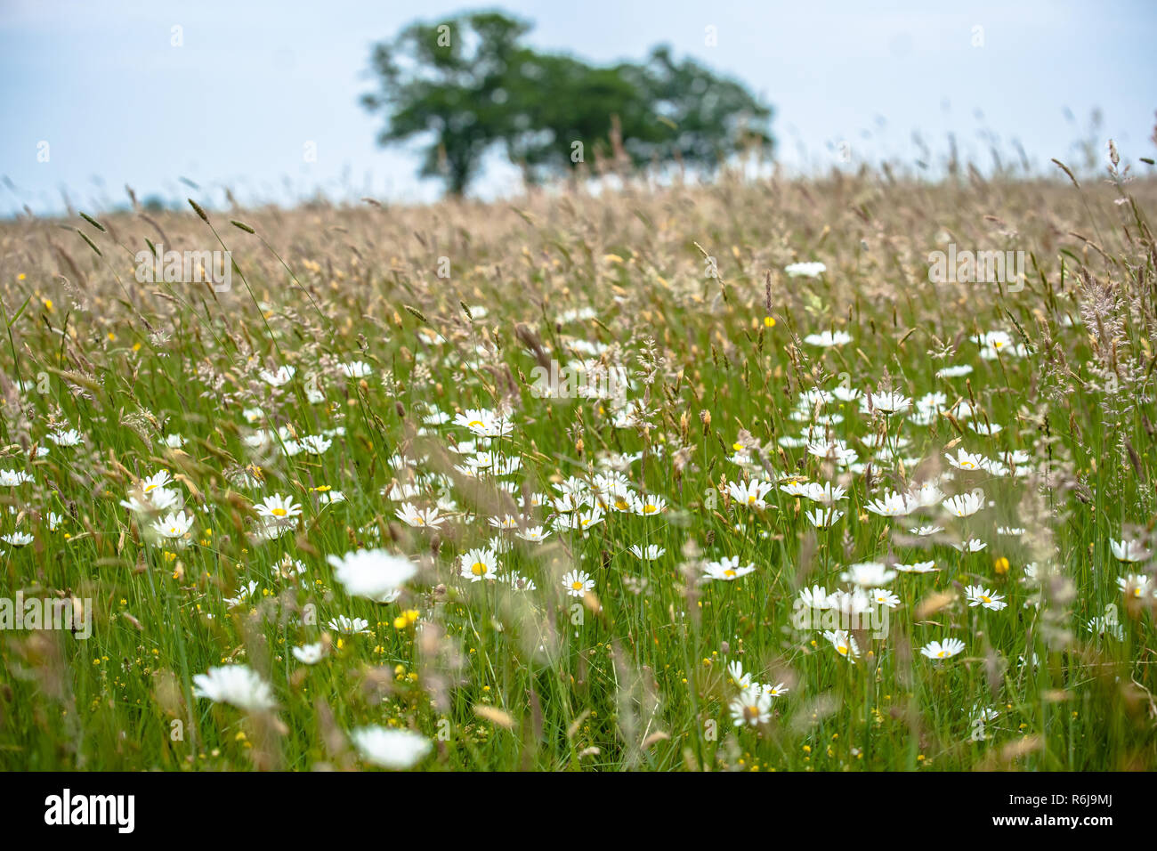 Views over a natural pasture with grasses, wild flowers and natural ...
