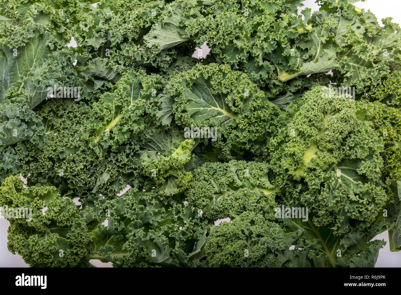 A healthy fresh curly kale Stock Photo - Alamy