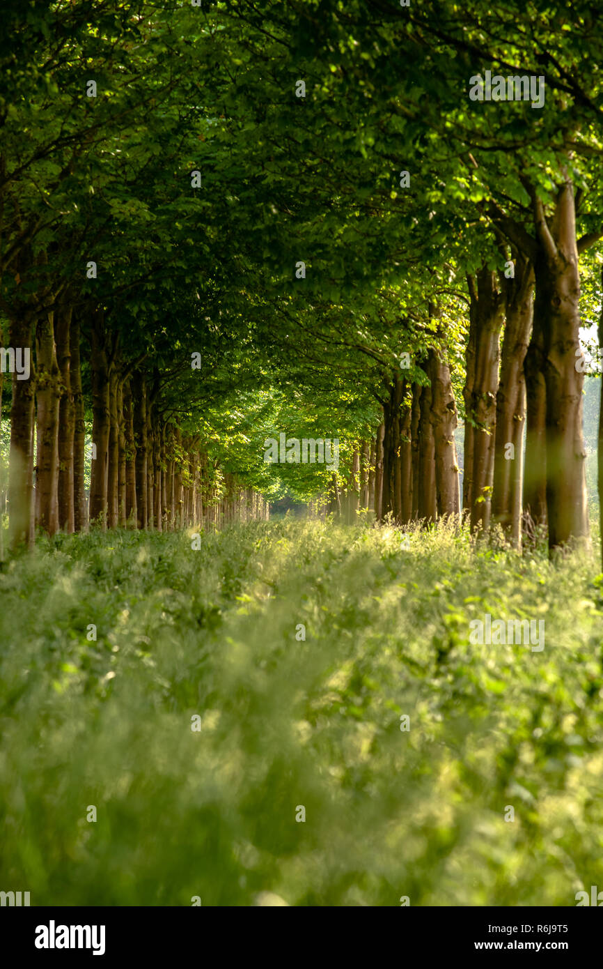 Flowering trees with green foliage in a row or avenue with the sun ...
