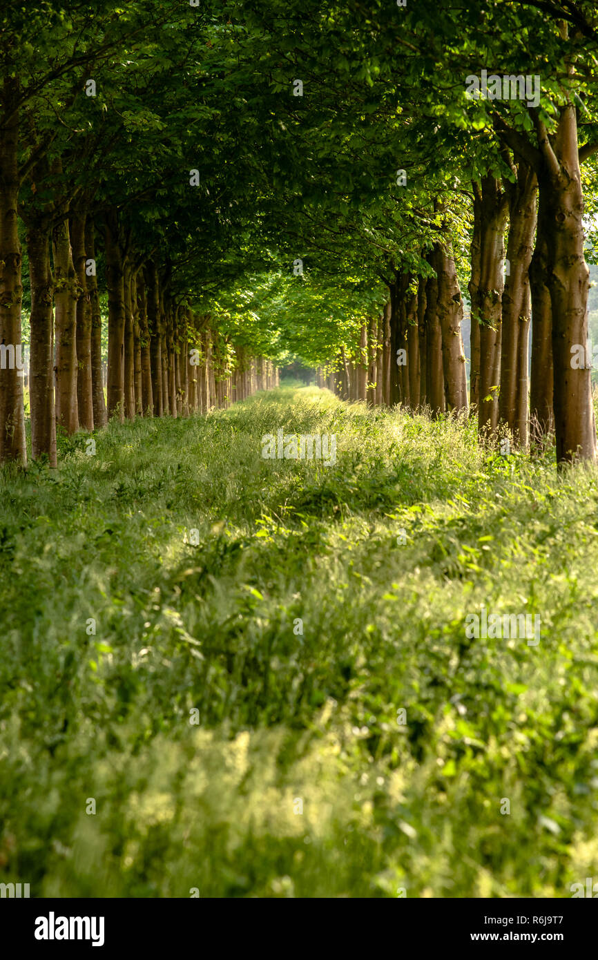 Flowering trees with green foliage in a row or avenue with the sun ...