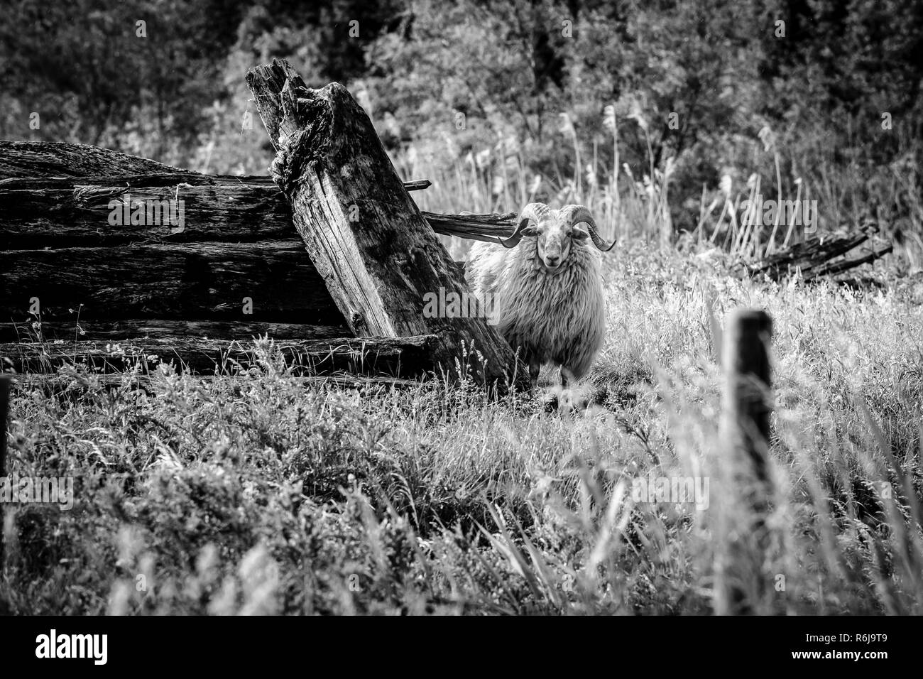 Wildlife scene from wild Black and White Stock Photos & Images - Alamy