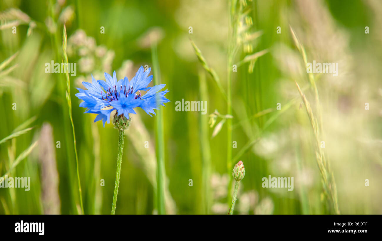 Single solitary flowering wild flower in the high green grass ...