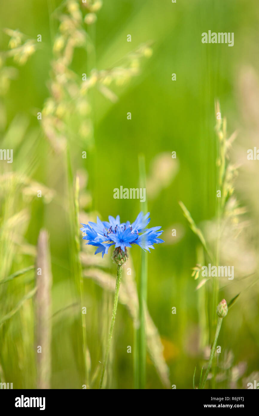 Single solitary flowering wild flower in the high green grass ...
