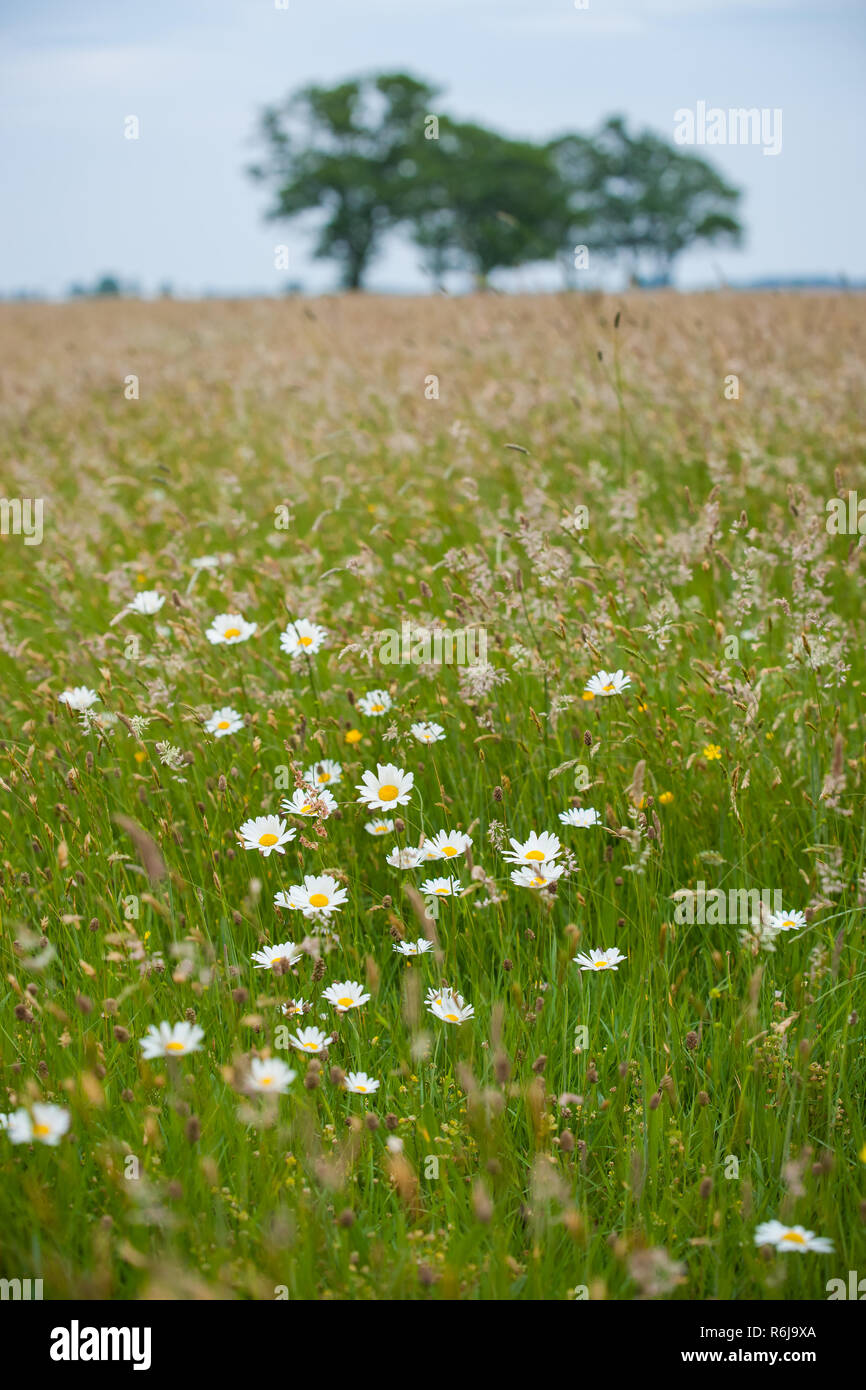 Views over a natural pasture with grasses, wild flowers and natural ...