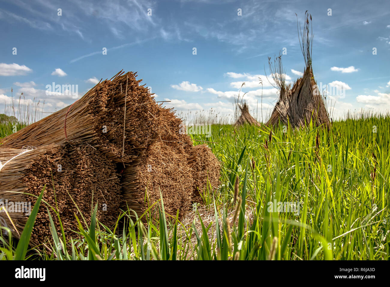 Reed drying for roofing near the lake with pyramid reed stacks on the ...
