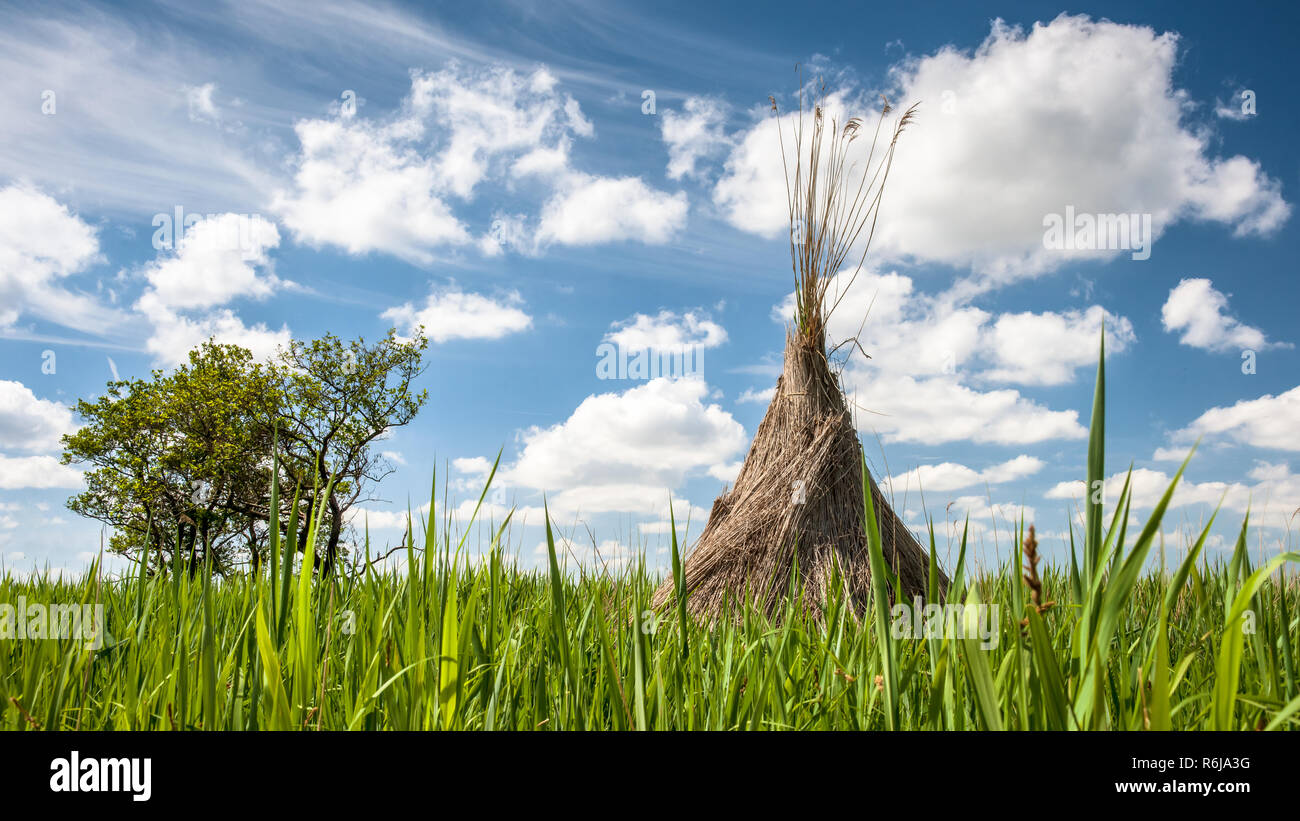 Reed drying for roofing near the lake with pyramid reed stacks on the ...