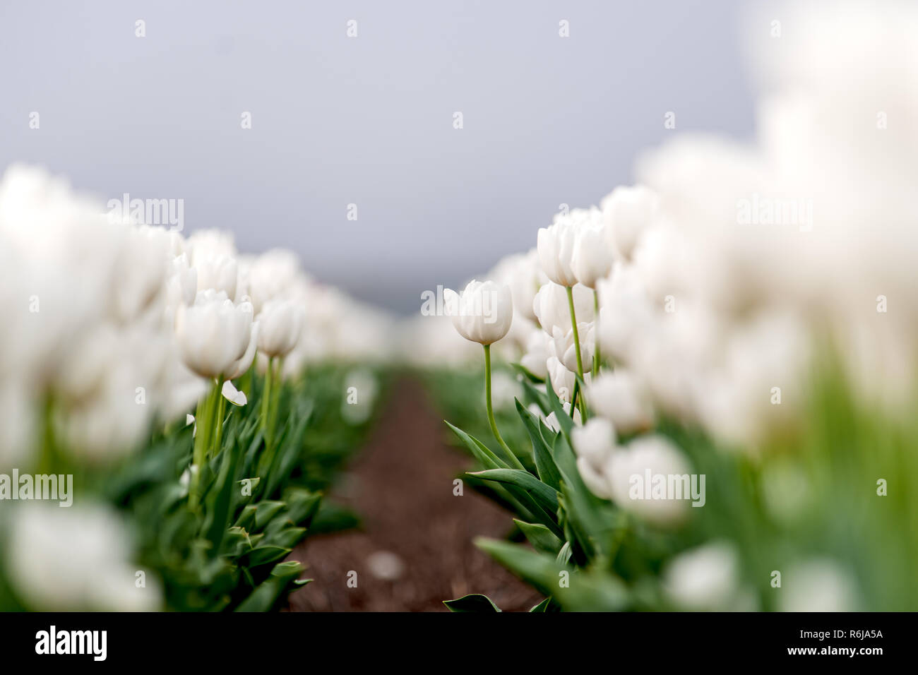 Typical picture in the Netherlands. Tulips in low rows and different ...