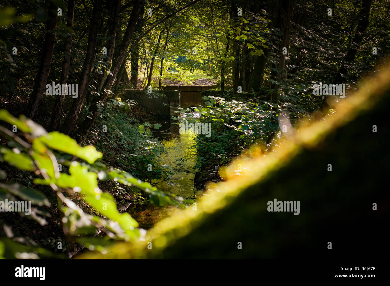 Glimpse into autumn forest with channeled water flow in warm sunlight ...
