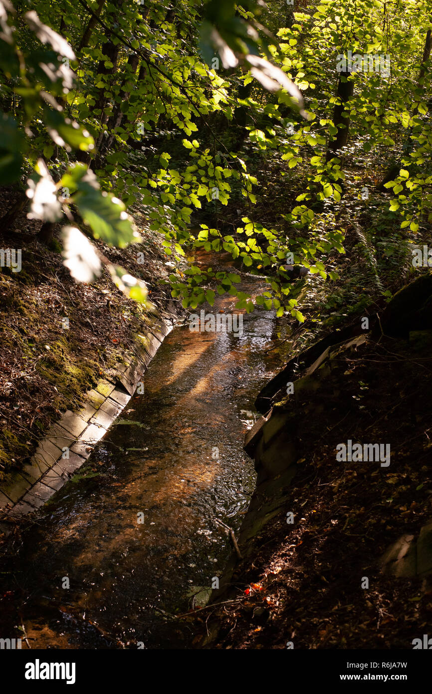 Glimpse into autumn forest with channeled water flow in warm sunlight ...