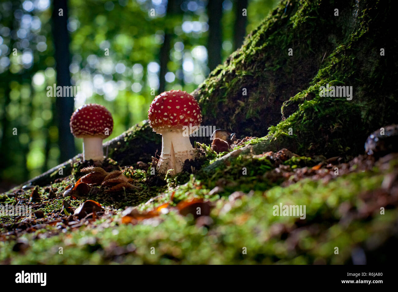 Oak tree roots fungi hi-res stock photography and images - Alamy