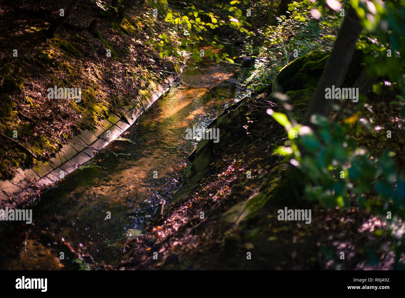 Glimpse into autumn forest with channeled water flow in warm sunlight ...