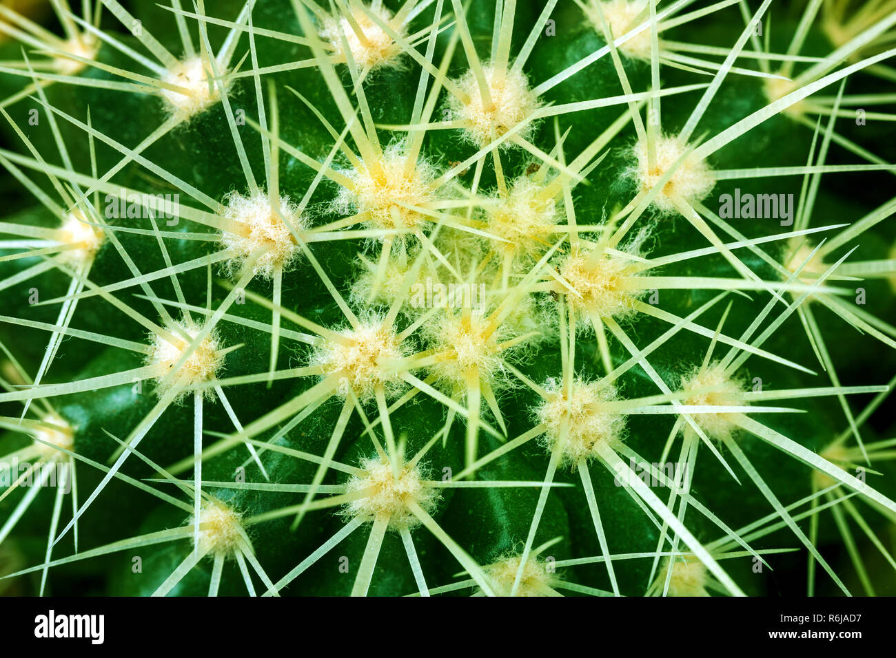 cactus texture background closeup image Stock Photo - Alamy