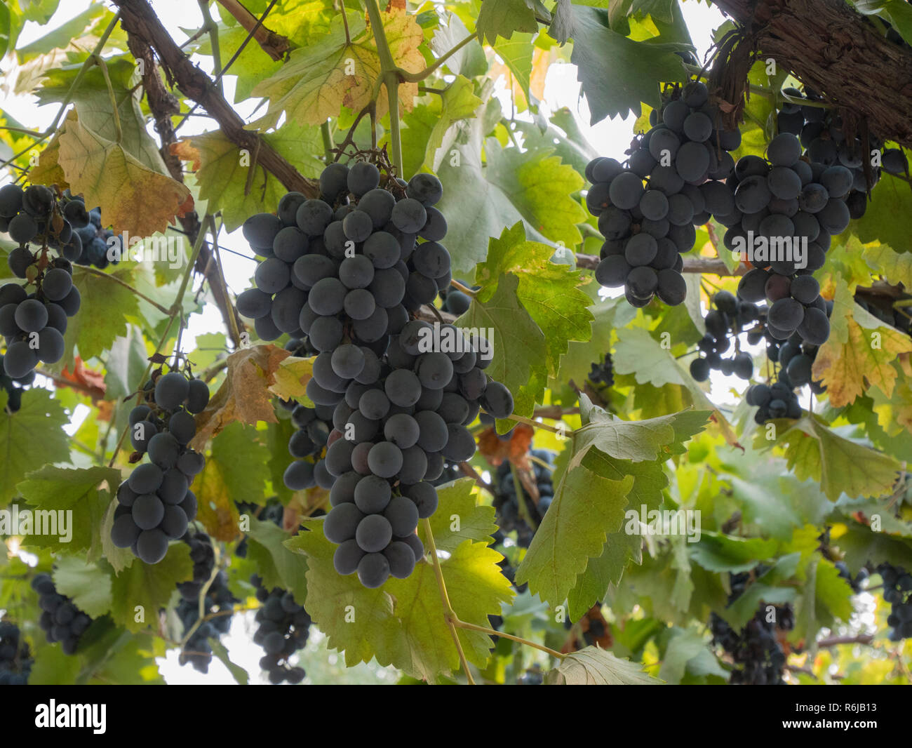 Georgia grown grapes hi-res stock photography and images - Alamy