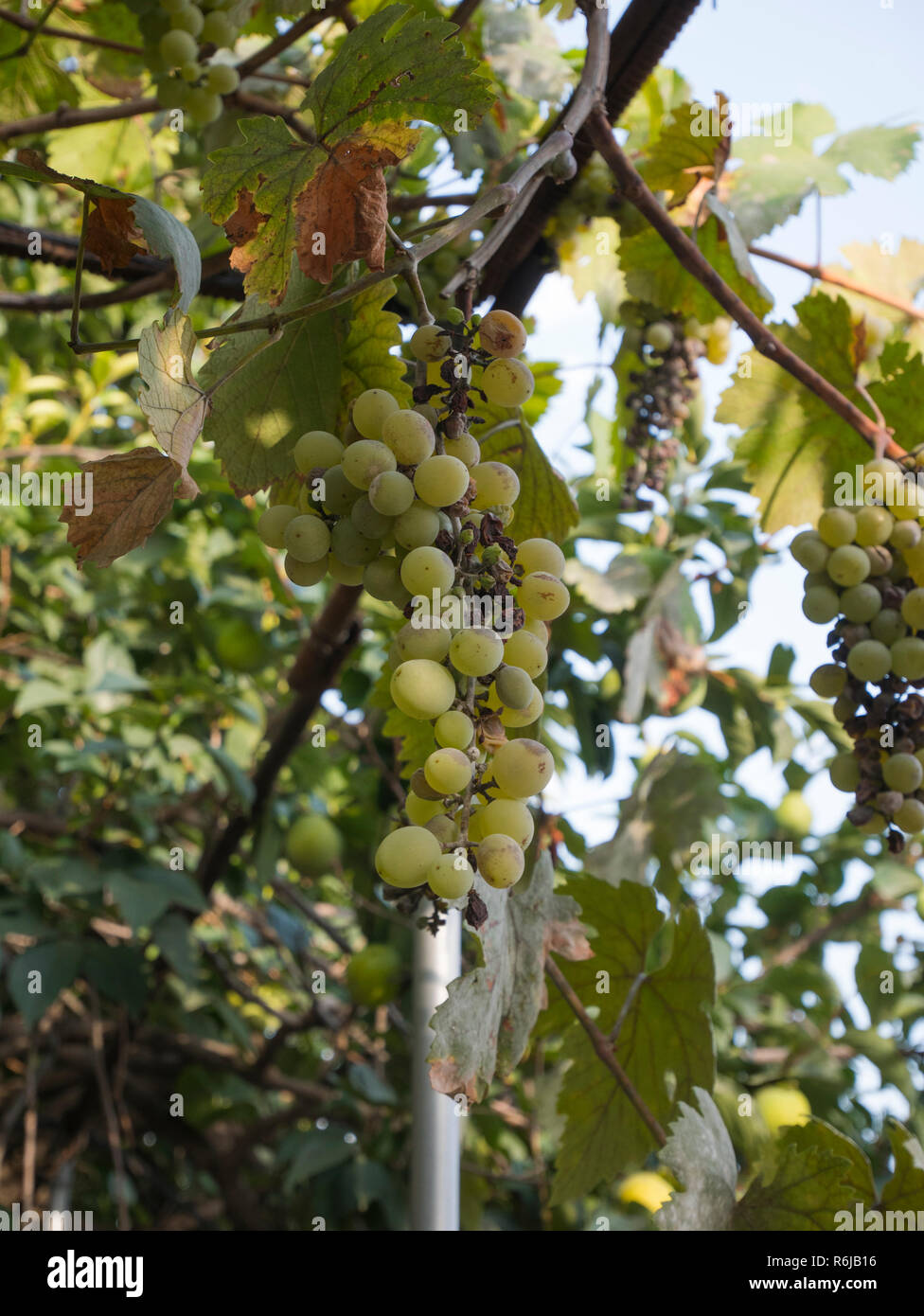 Georgia grown grapes hi-res stock photography and images - Alamy